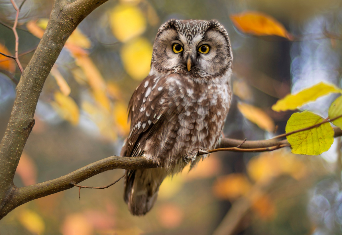 Remote Shutter Release: Discover Everything You Need To Know