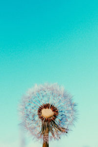 6 Pro Tips For Effective Use Of Color In Photography